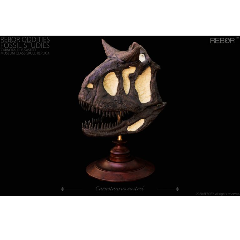 Rebor Oddities Fossil Studies Carnotaurus sastrei Museum Class Skull ...