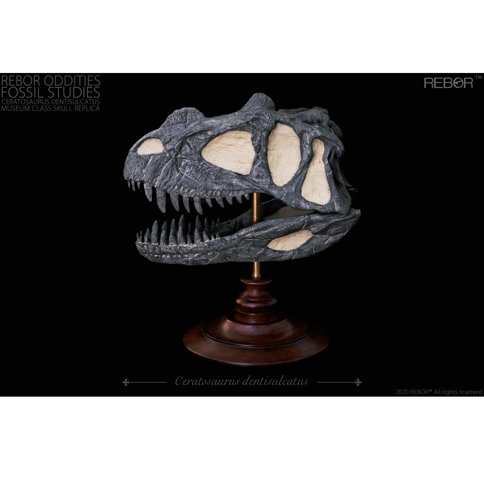 Rebor Oddities Fossil Studies Ceratosaurus dentisulcatus Museum Class ... Rebor Oddities Fossil Studies Ceratosaurus dentisulcatus Museum Class ...