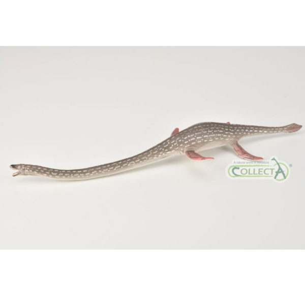 CollectA Age of Dinosaurs Popular Elasmosaurus - Everything Dinosaur