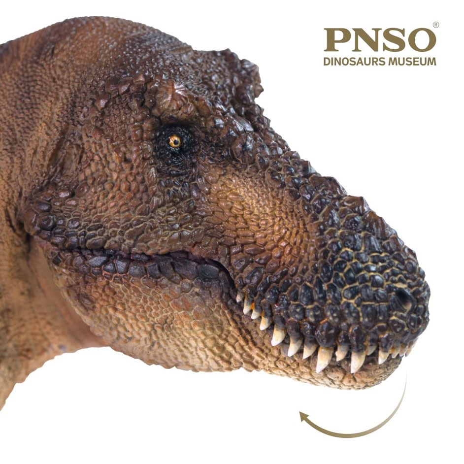 PNSO Andrea the Female T. rex - Everything Dinosaur