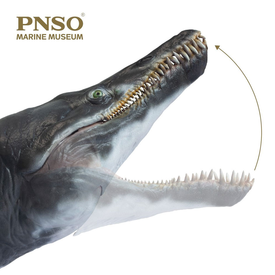 PNSO Jeff the Kronosaurus Model - Everything Dinosaur