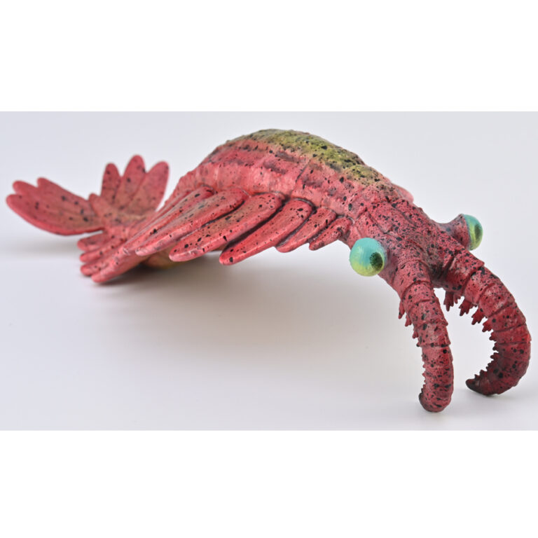CollectA Anomalocaris Model - Everything Dinosaur