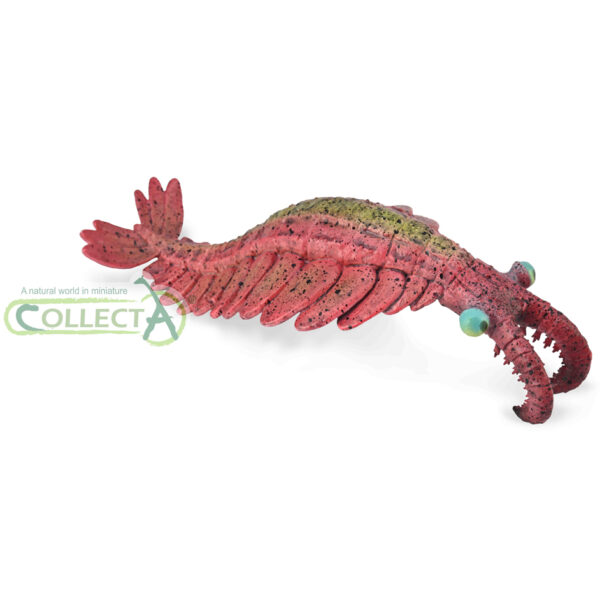 CollectA Anomalocaris Model - Everything Dinosaur