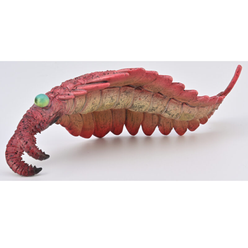 CollectA Anomalocaris Model - Everything Dinosaur