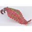 CollectA Anomalocaris Model - Everything Dinosaur