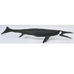 CollectA Shastasaurus Model - Everything Dinosaur