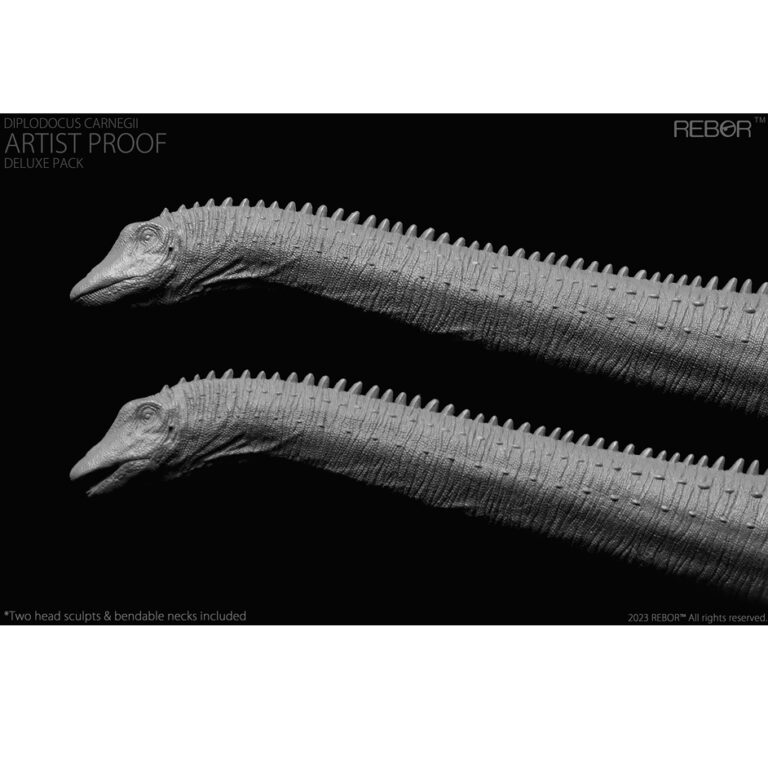 Rebor Diplodocus carnegii "Artist Proof" - Everything Dinosaur
