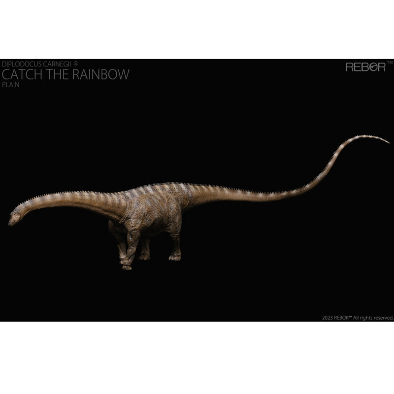 Rebor Diplodocus carnegii "Catch the Rainbow" - Everything Dinosaur