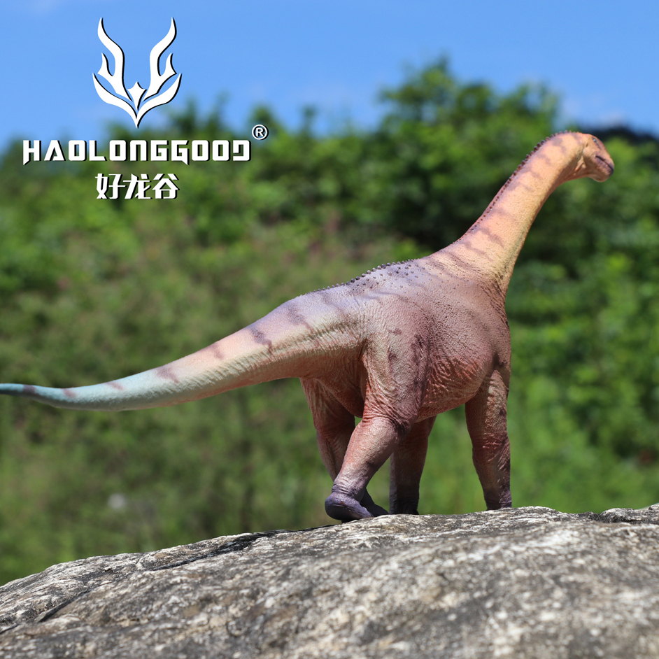 Haolonggood Camarasaurus Model (Han Tao) - Everything Dinosaur